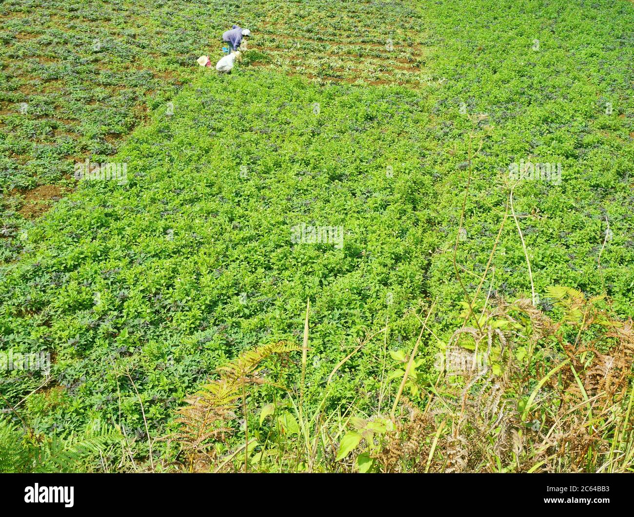 Edible plant in southeast asia hi-res stock photography and images - Alamy