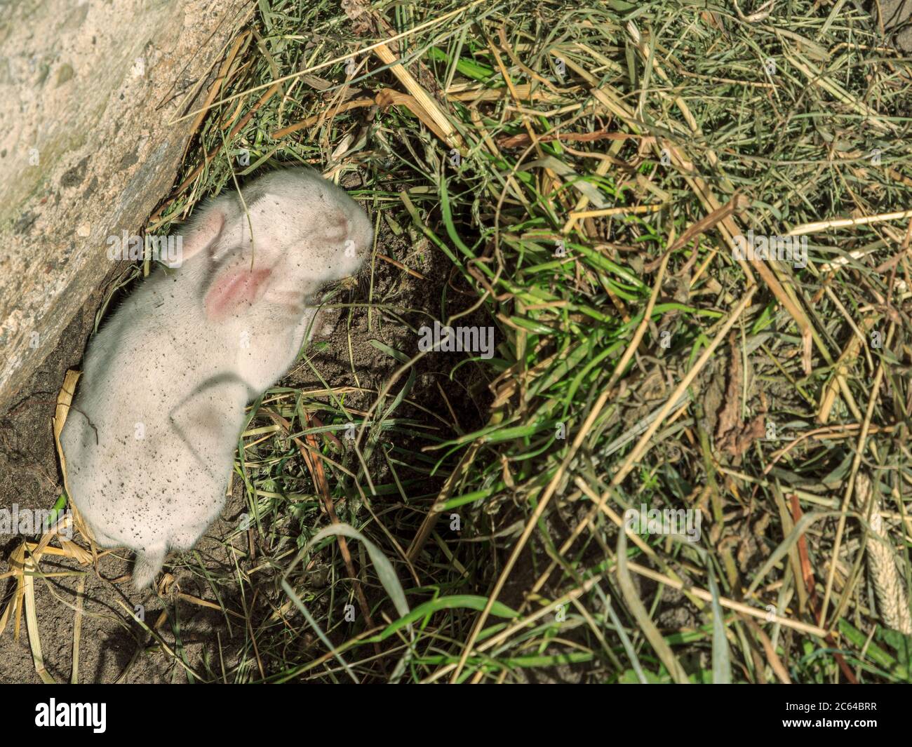 Farm animal white rabbit babby, eyes still close Stock Photo - Alamy