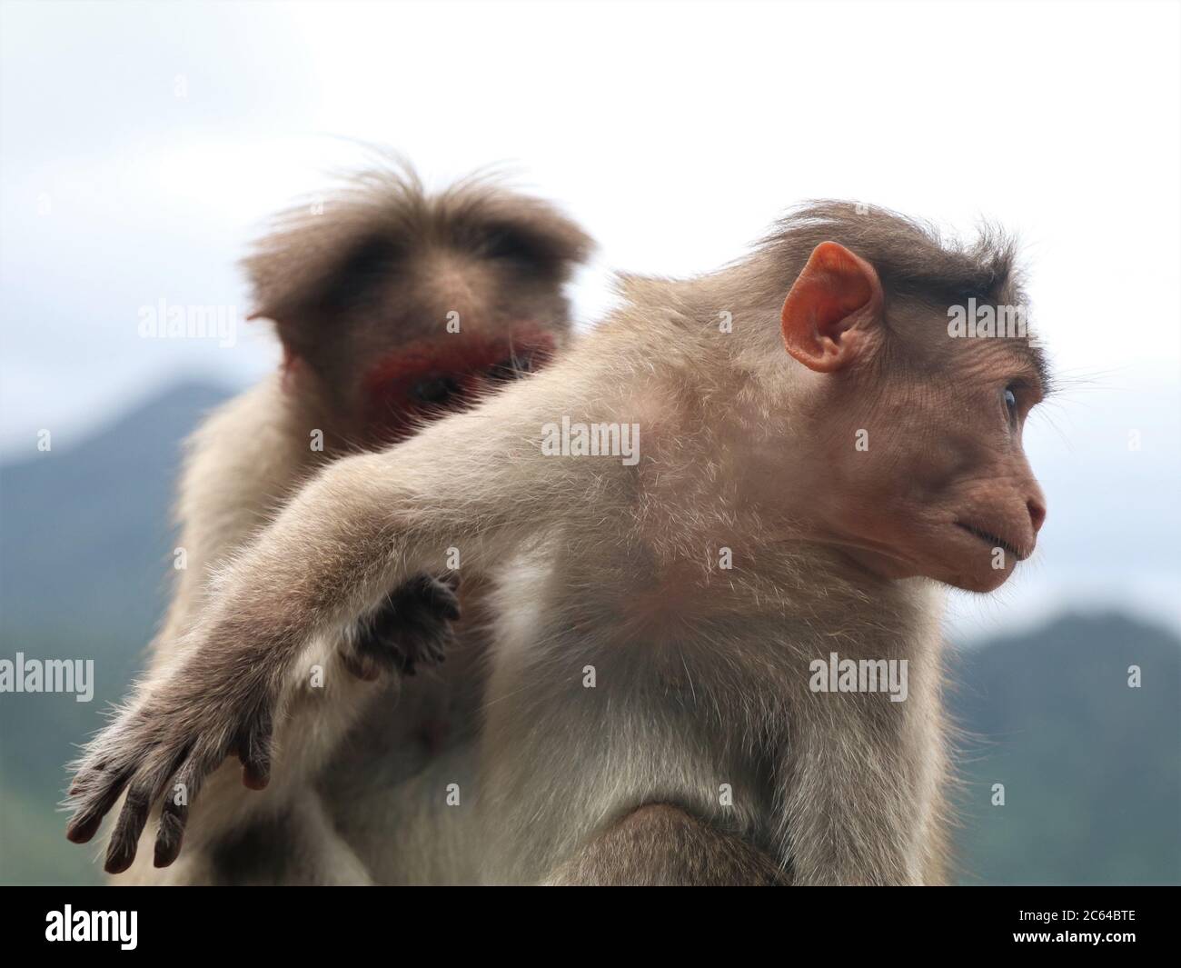 Monkeys catching lice on the road side – a scene from Western Ghats ...