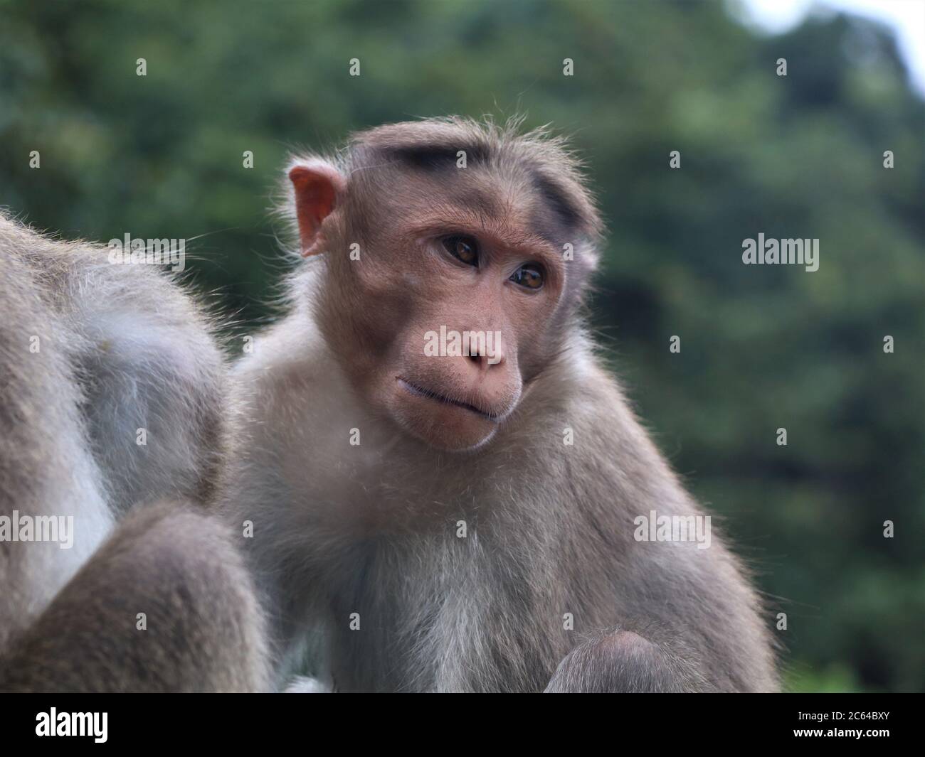 Monkeys catching lice on the road side – a scene from Western Ghats ...
