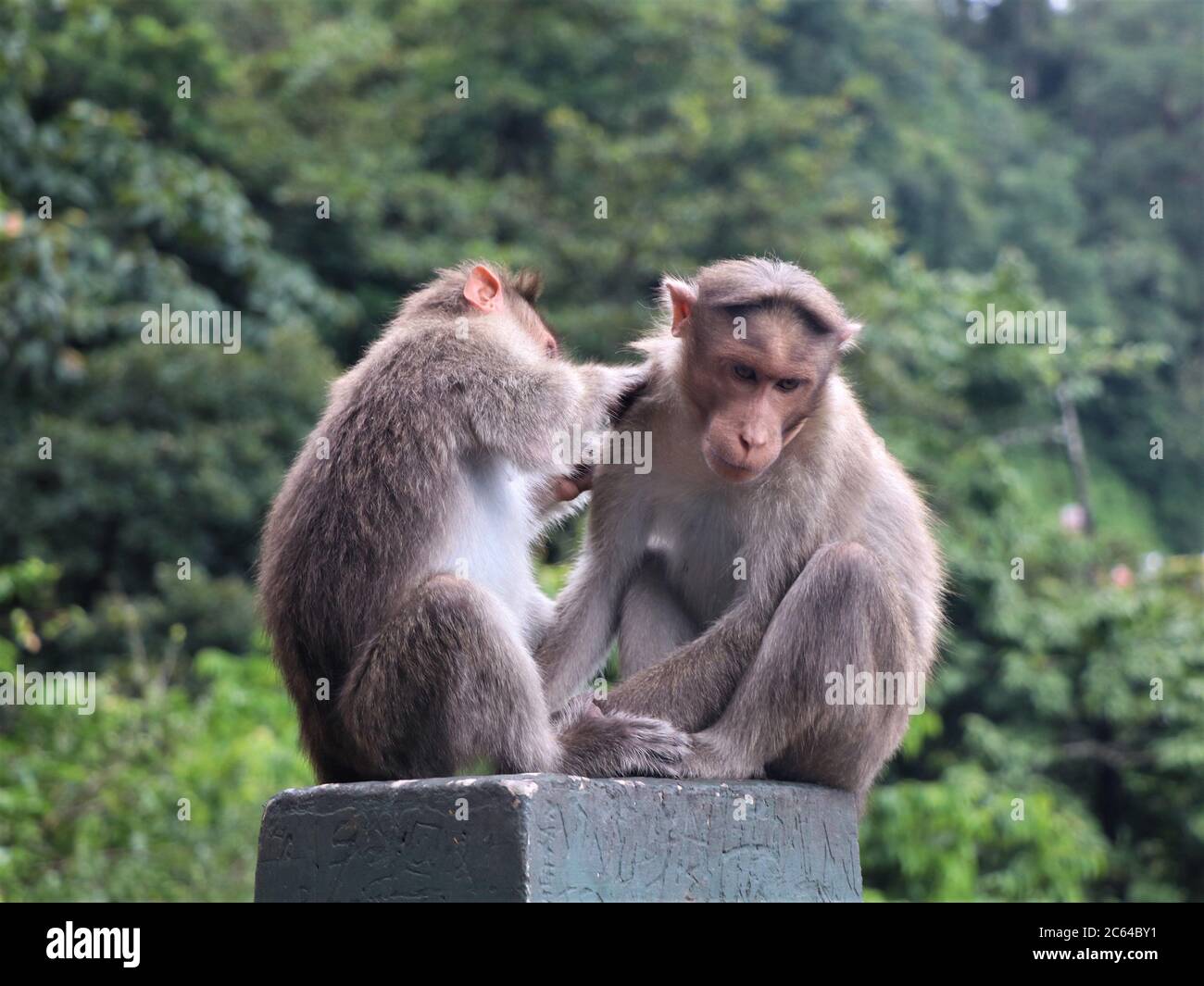 Monkeys catching lice on the road side – a scene from Western Ghats ...