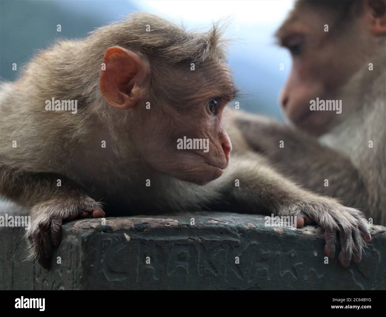 Monkeys catching lice on the road side – a scene from Western Ghats ...