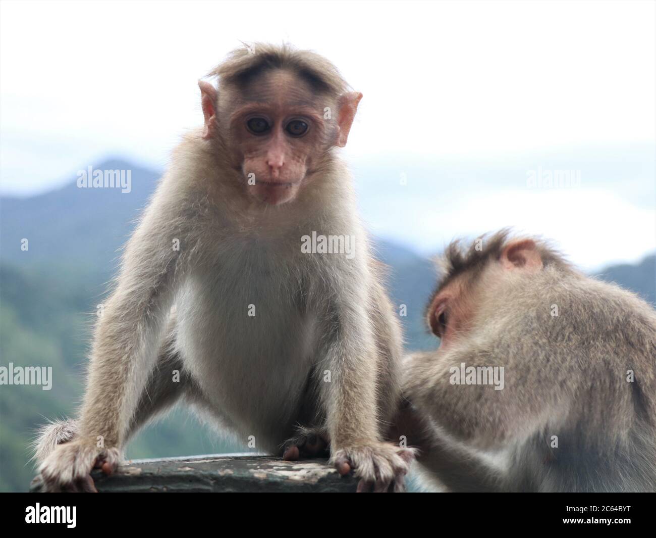 Monkeys catching lice on the road side – a scene from Western Ghats ...