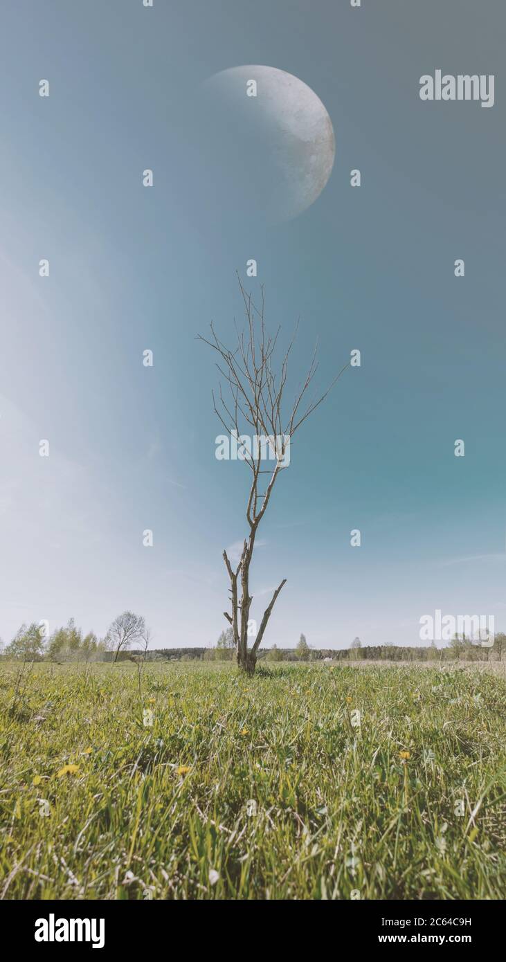 Dry tree without leaves with full moon in green meadow. Problems of ...