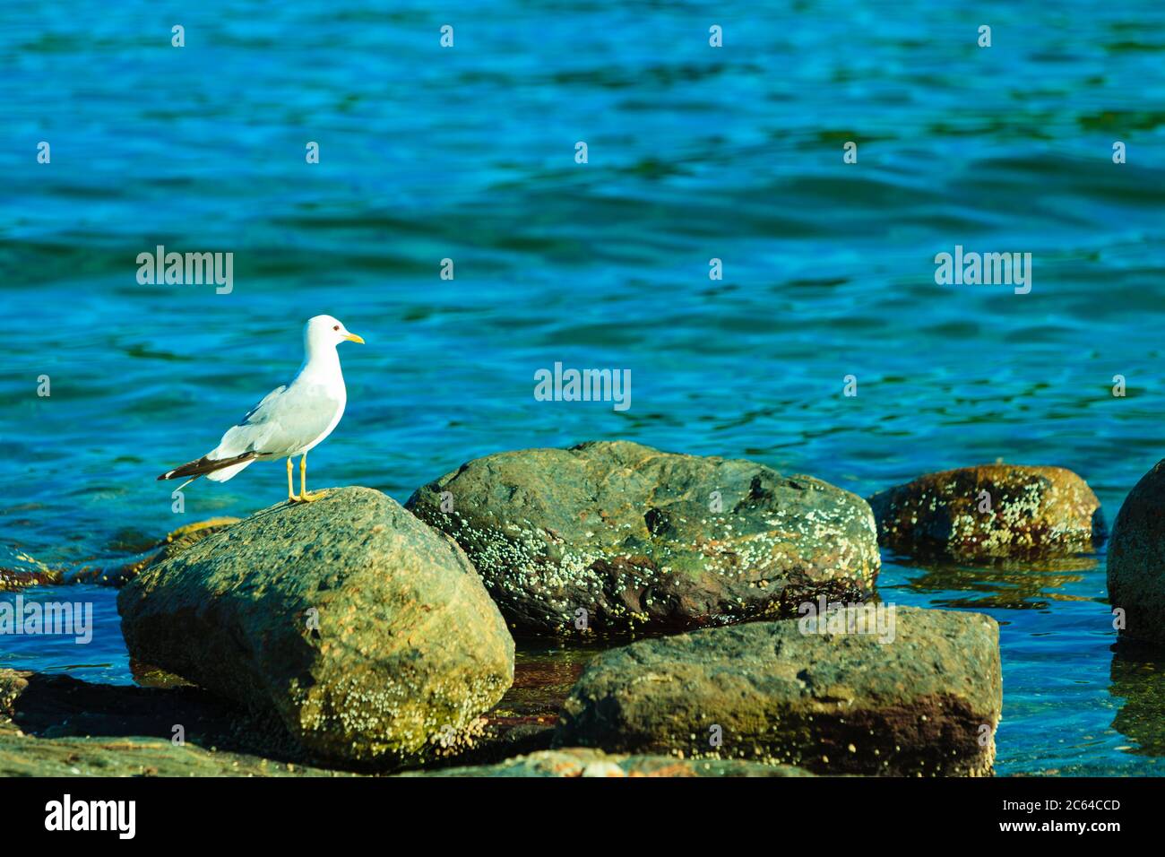 seagul seaside bird sitting on stone at the sea ocean shore blue water ...