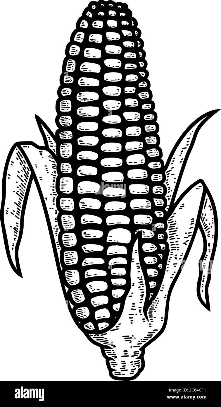 Ear Of Corn Clip Art Black And White