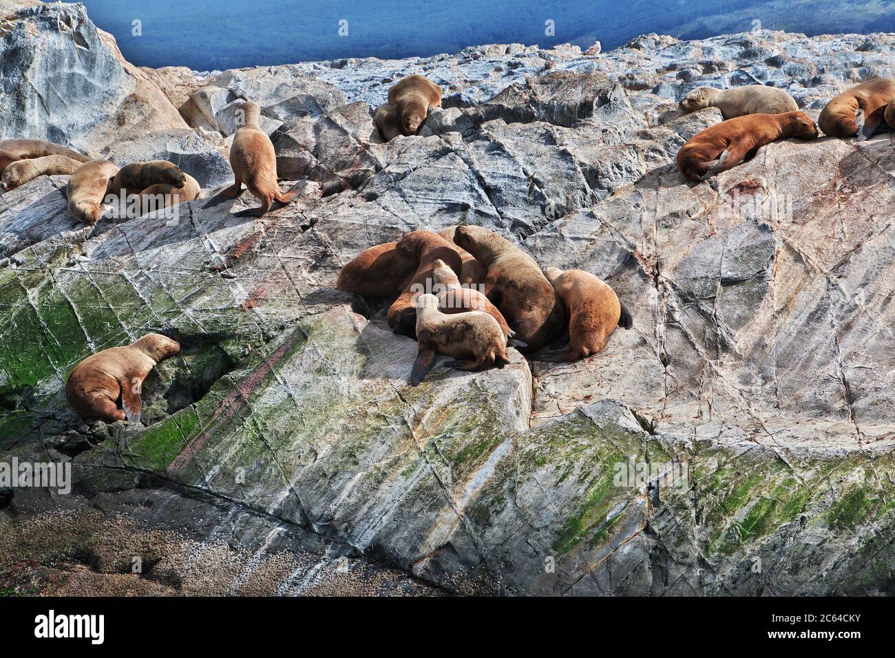 Beagle Channel Seals High Resolution Stock Photography and Images - Alamy