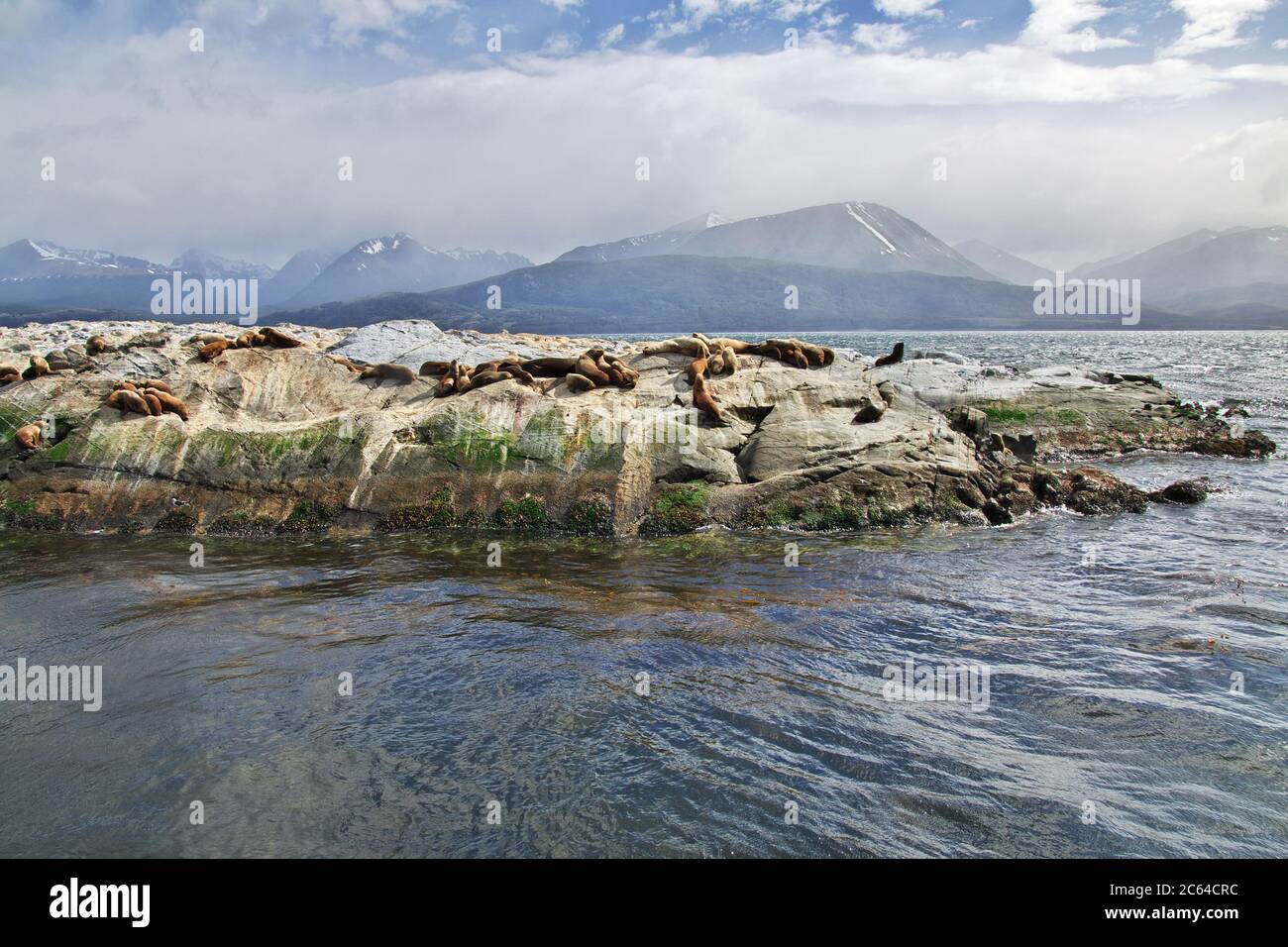 Beagle Channel Seals High Resolution Stock Photography and Images - Alamy