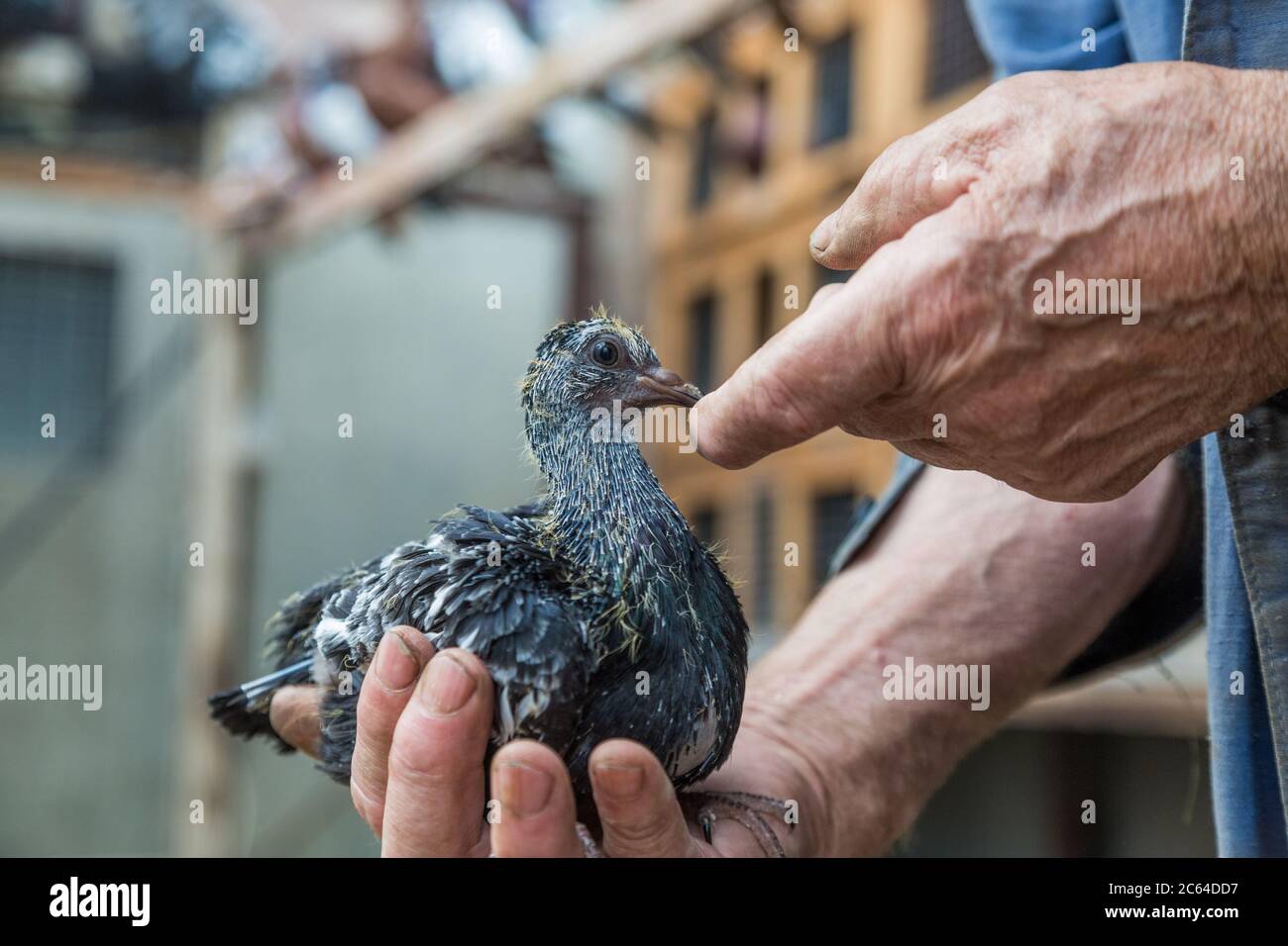 Pigeon chick in loving the human hands Stock Photo - Alamy