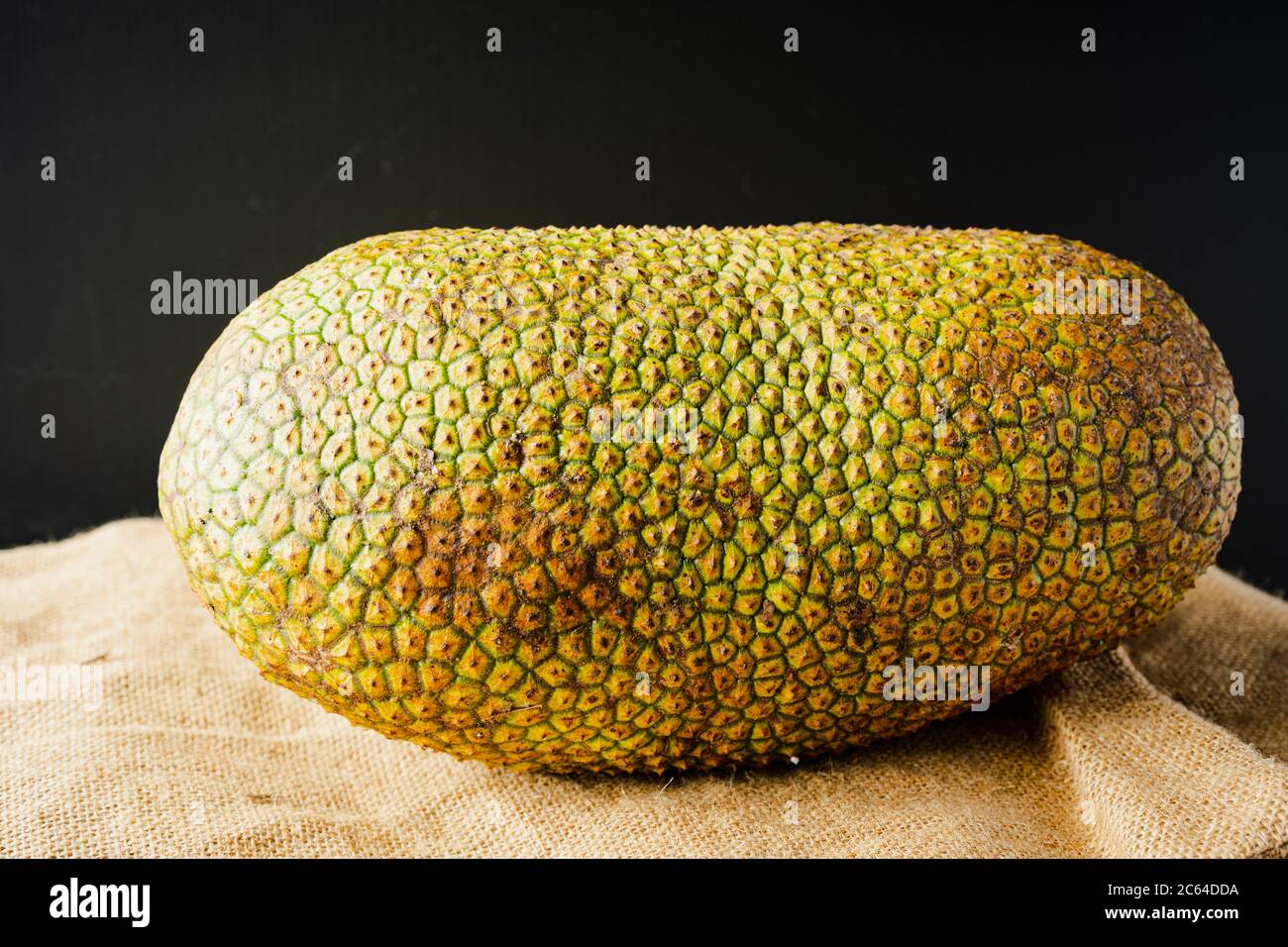 Artocarpus integer, commonly known as chempedak or cempedak is a ...