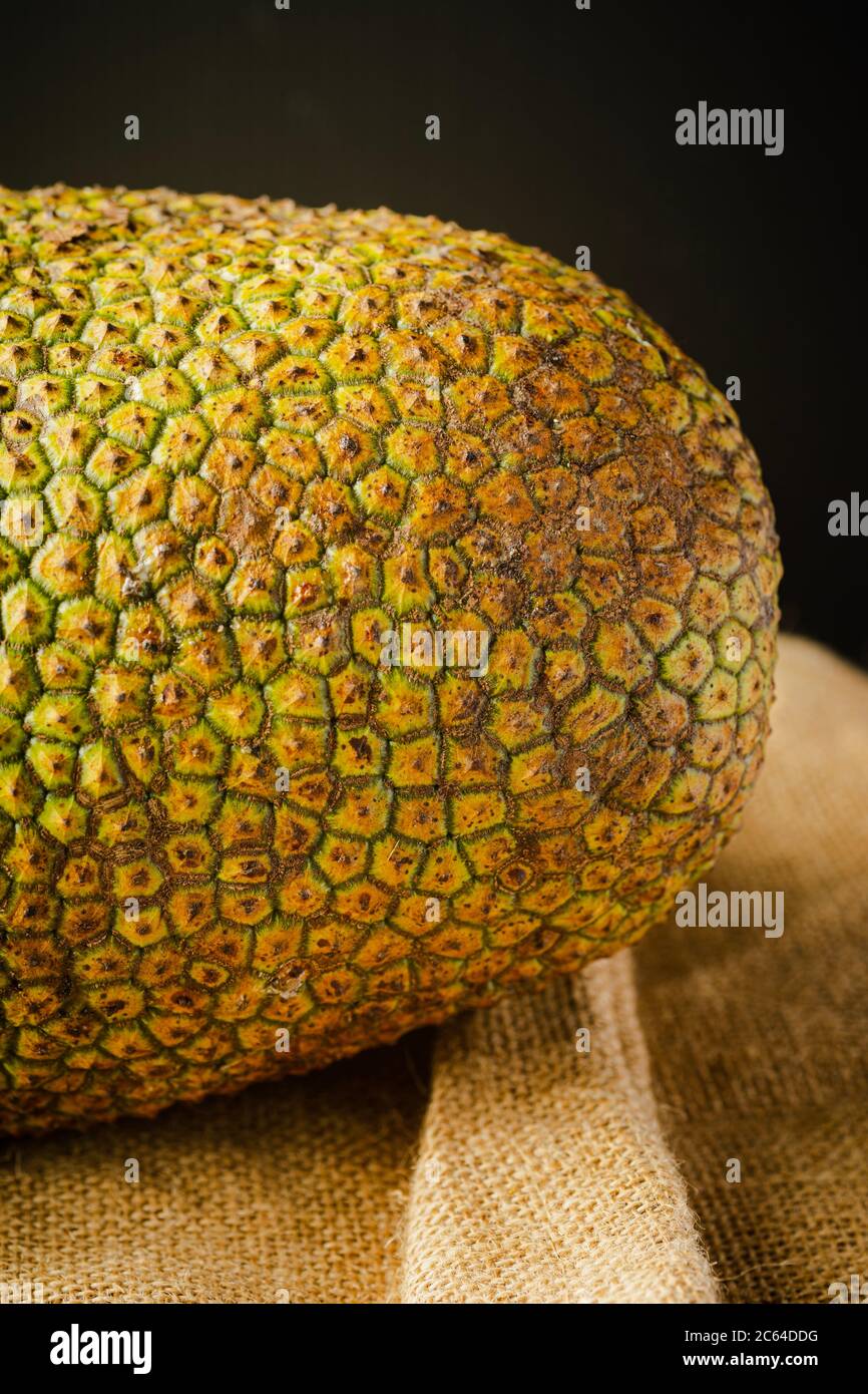 Artocarpus integer, commonly known as chempedak or cempedak is a ...