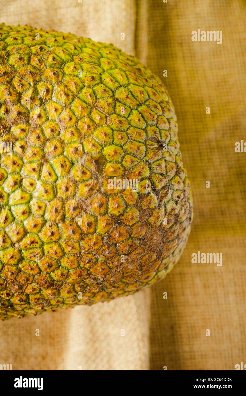 Artocarpus integer, commonly known as chempedak or cempedak is a ...