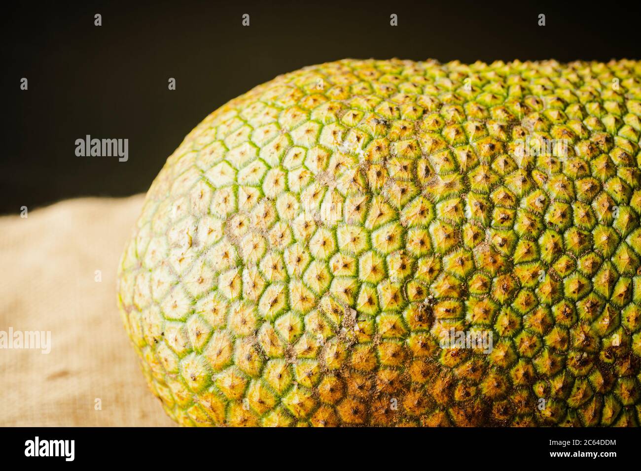 Artocarpus integer, commonly known as chempedak or cempedak is a ...