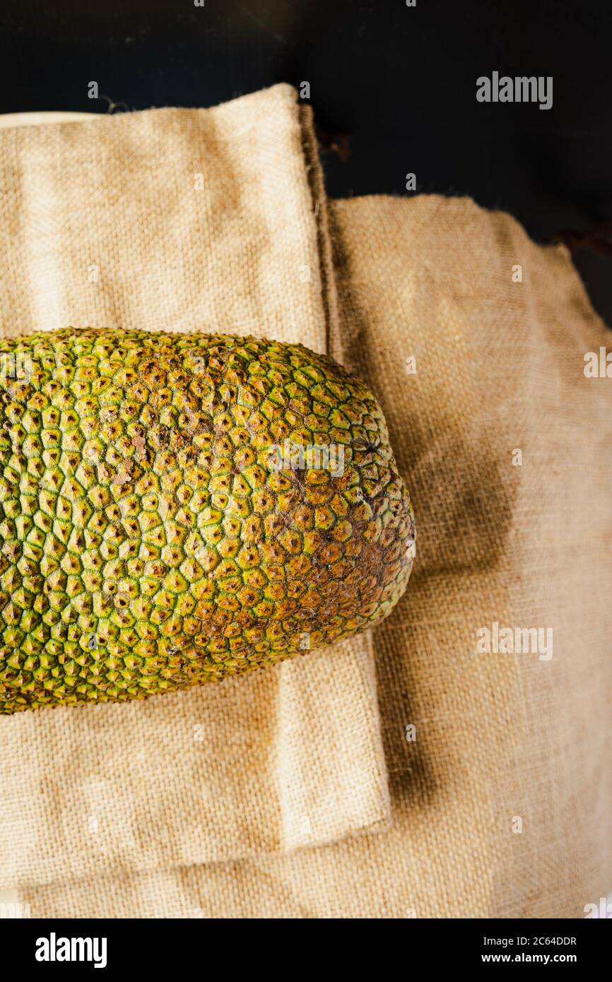 Artocarpus integer, commonly known as chempedak or cempedak is a ...