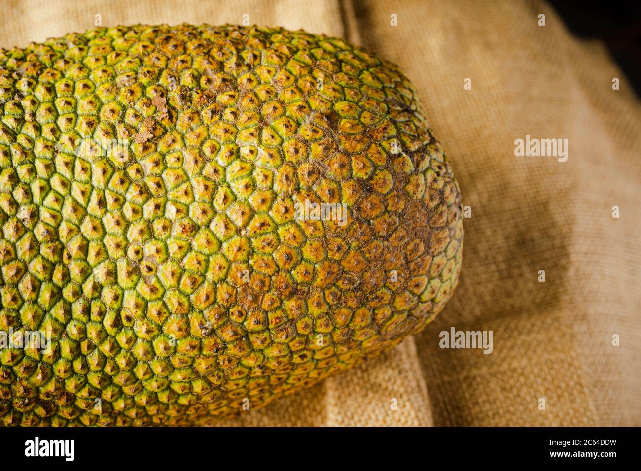 Artocarpus integer, commonly known as chempedak or cempedak is a ...
