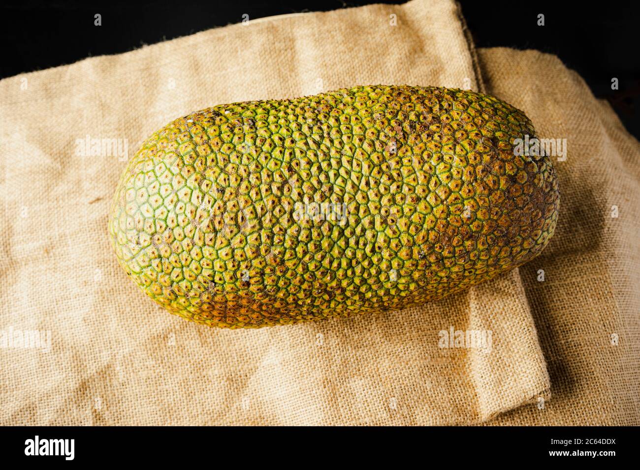 Artocarpus integer, commonly known as chempedak or cempedak is a ...