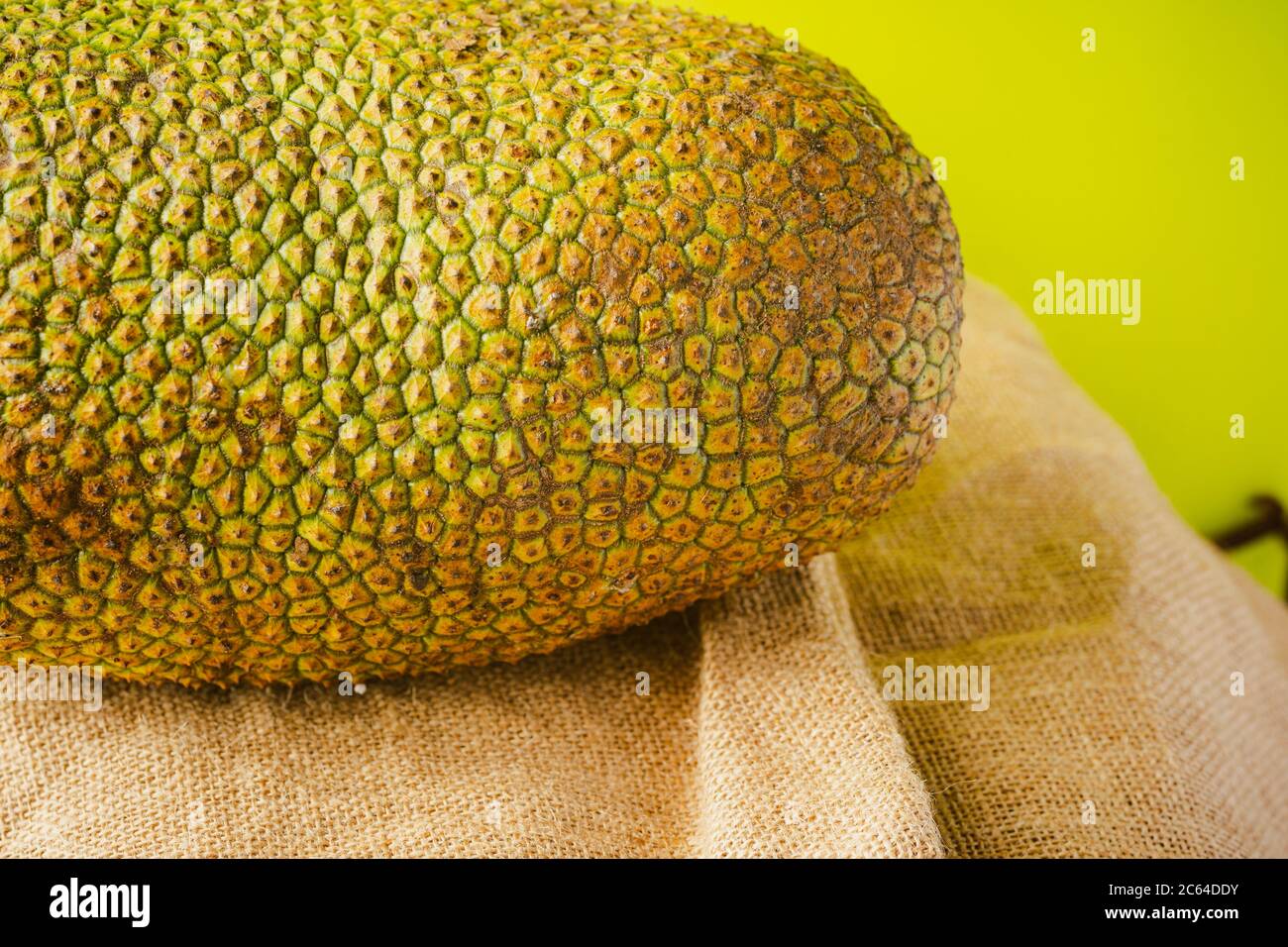 Artocarpus integer, commonly known as chempedak or cempedak is a ...