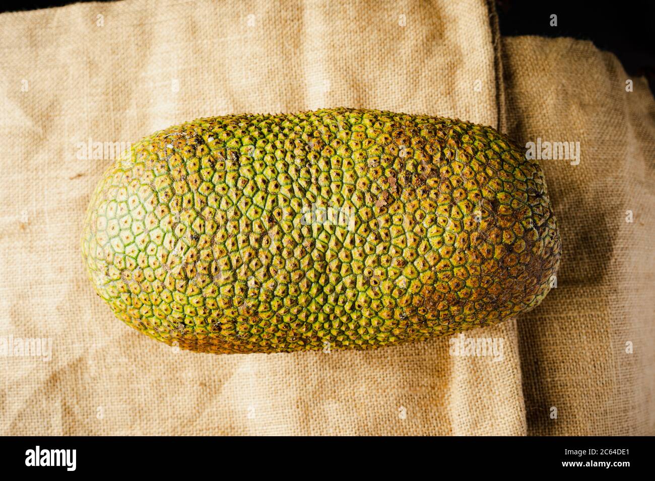 Artocarpus integer, commonly known as chempedak or cempedak is a ...