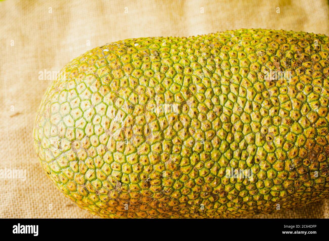 Artocarpus integer, commonly known as chempedak or cempedak is a ...