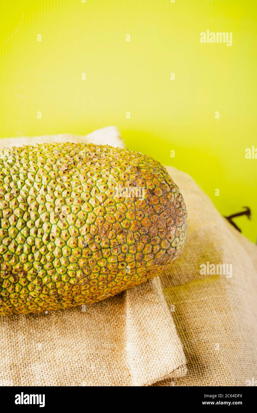Artocarpus integer, commonly known as chempedak or cempedak is a ...