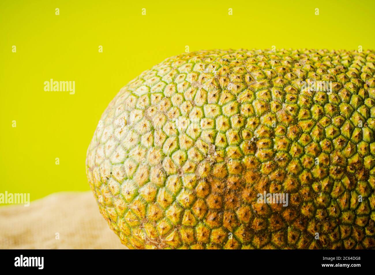 Artocarpus integer, commonly known as chempedak or cempedak is a ...