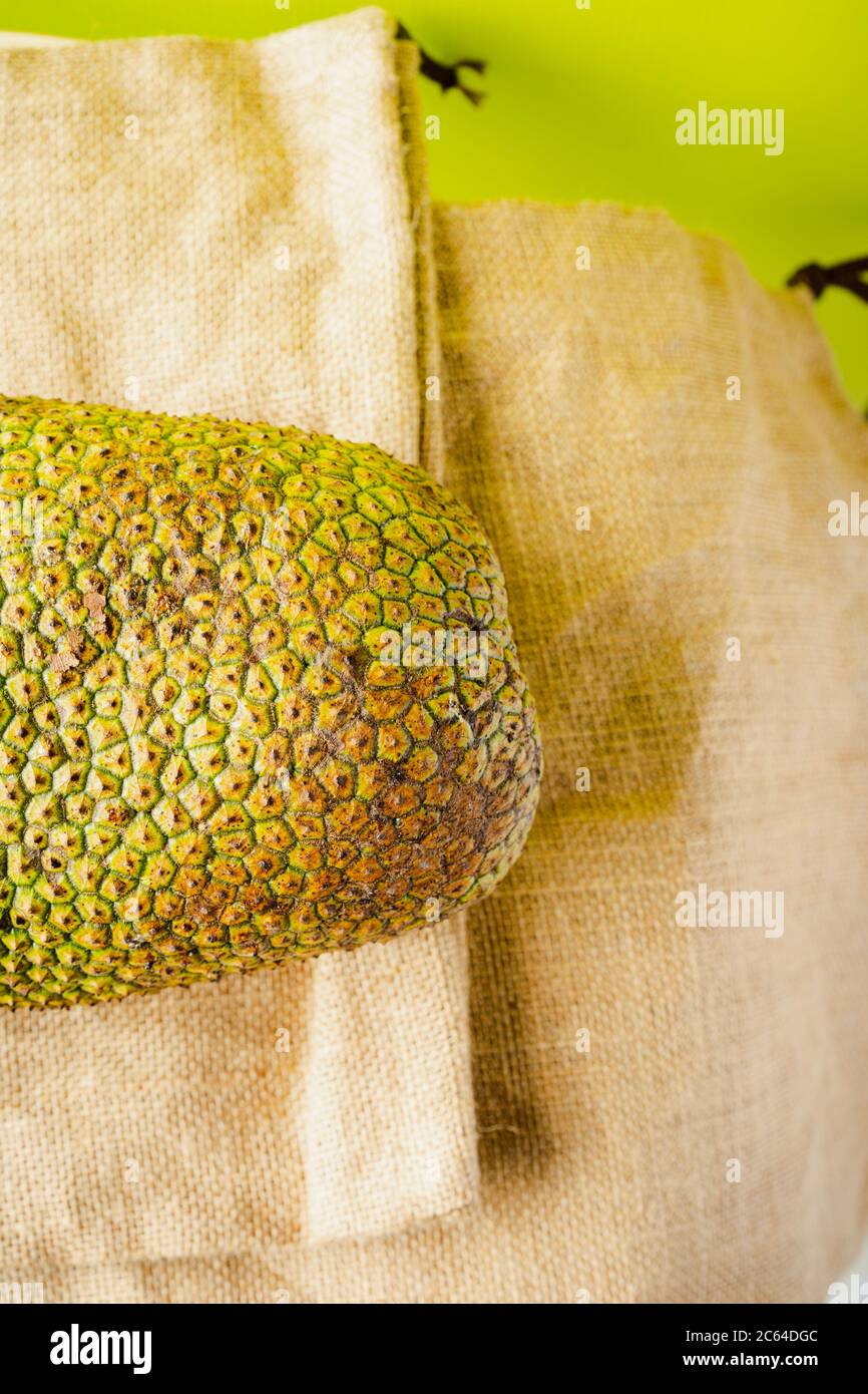 Artocarpus integer, commonly known as chempedak or cempedak is a ...