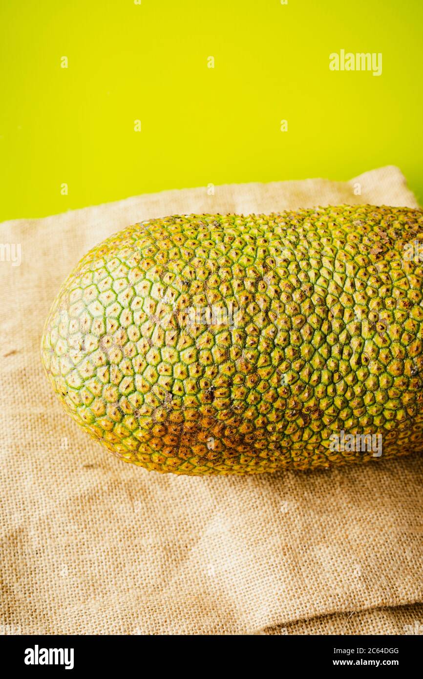 Artocarpus integer, commonly known as chempedak or cempedak is a ...