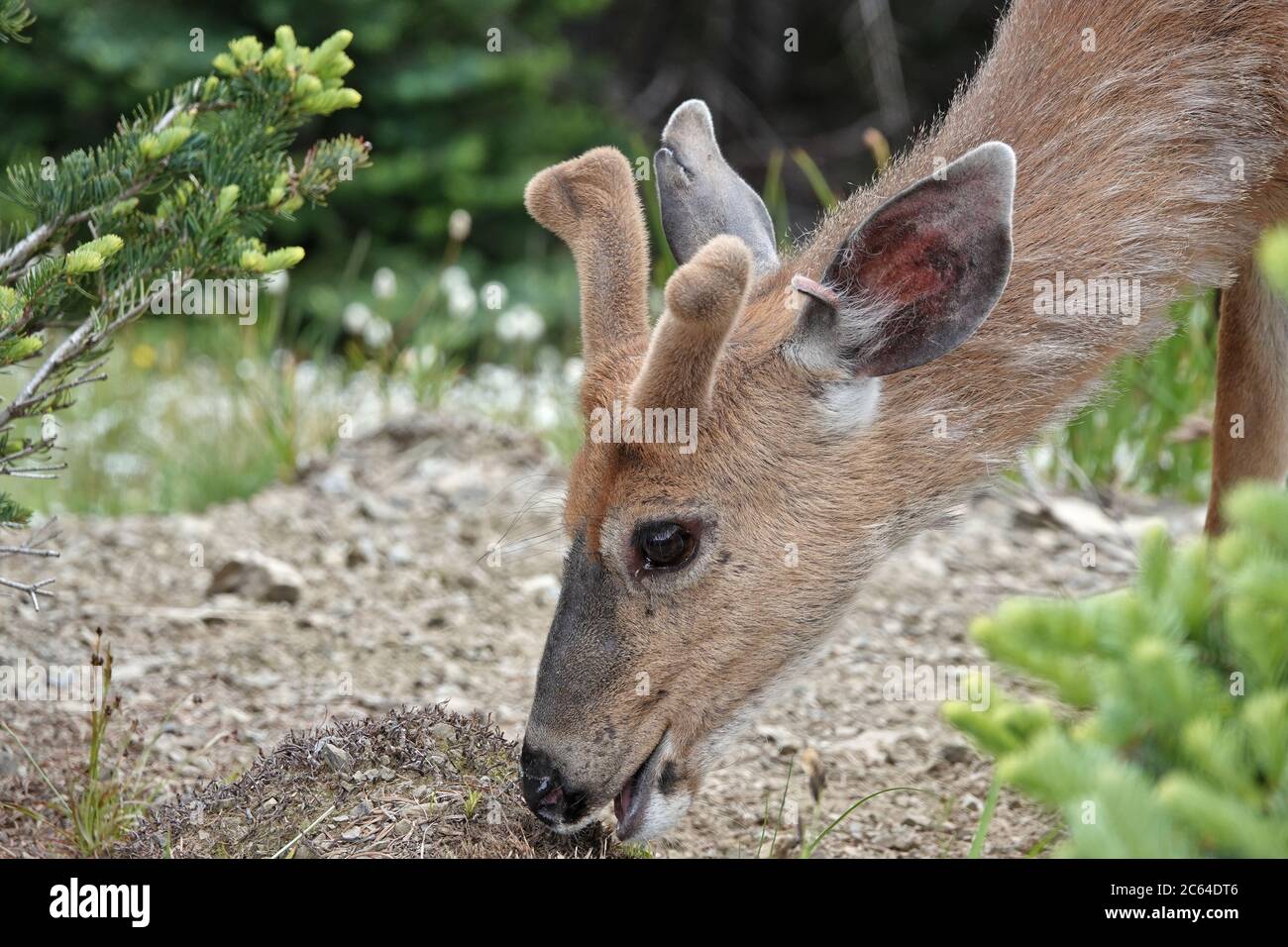 Wild black-tailed deer (Pacific Northwest subspecies of the mule deer ...