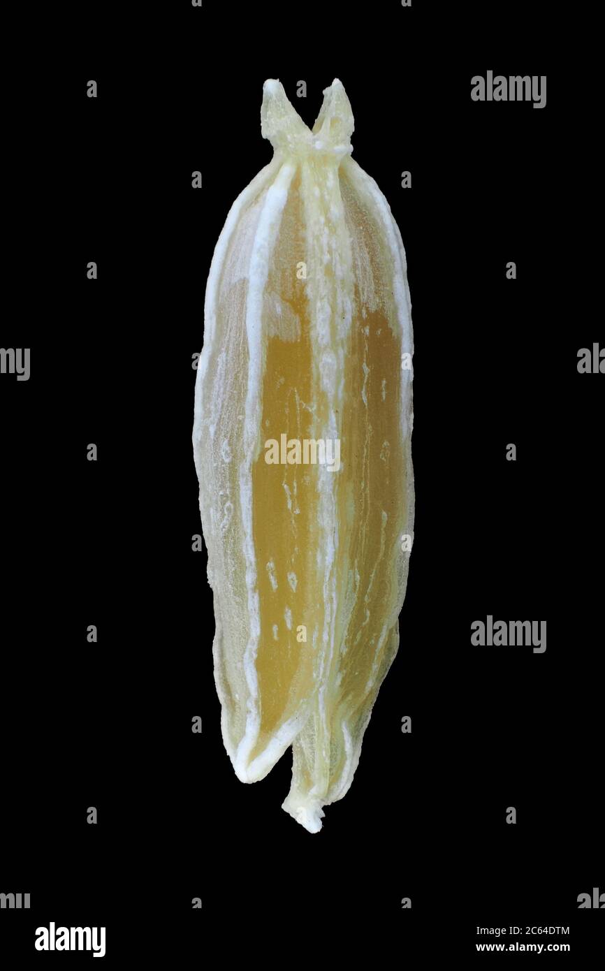 Bleached fennel (Foeniculum vulgare cultivar group) seed under the ...
