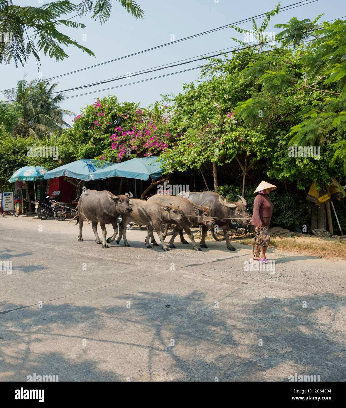 Traditional Vietnamese lady leading water buffalo down a country road ...