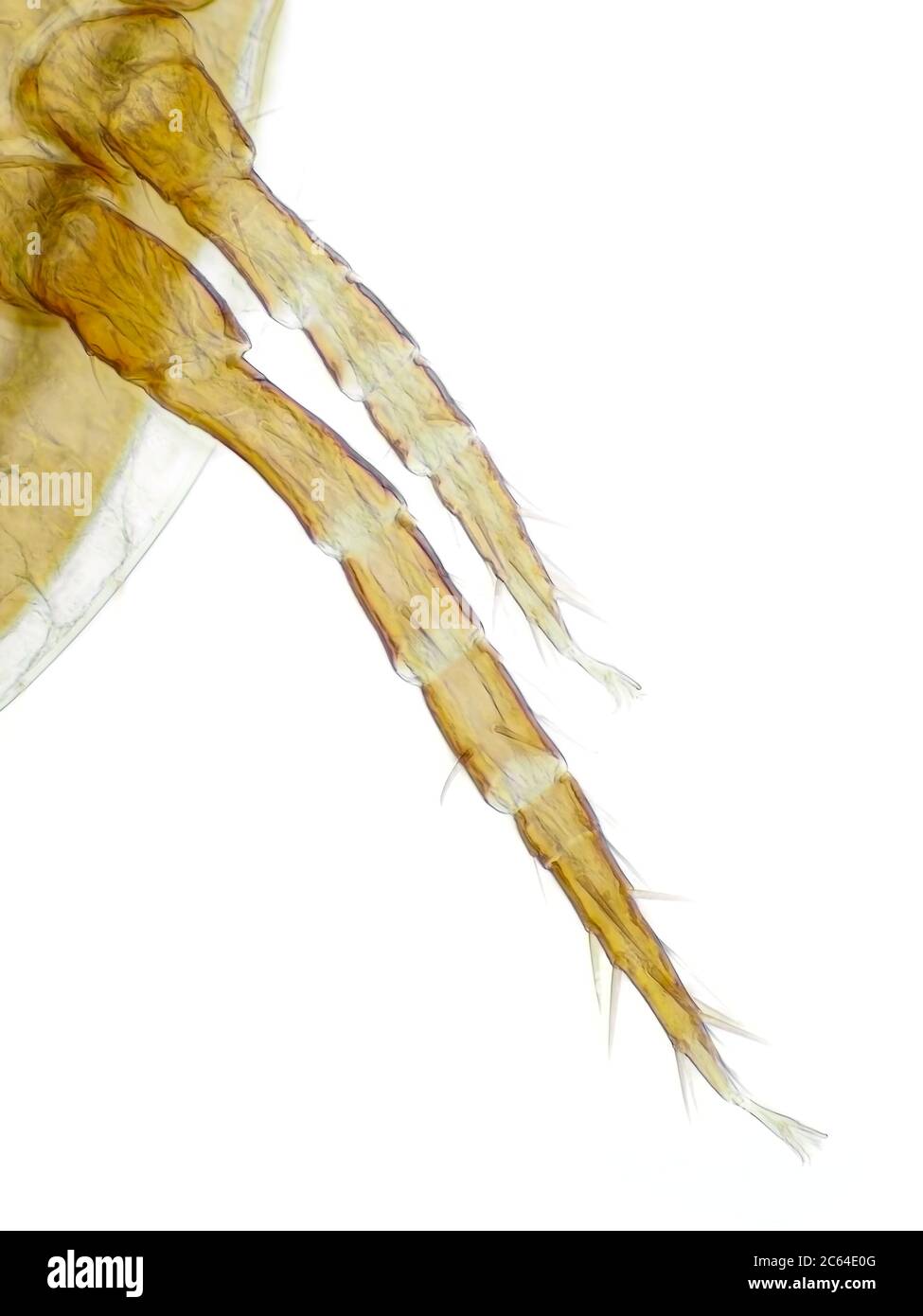 Acari microscope hi-res stock photography and images - Alamy