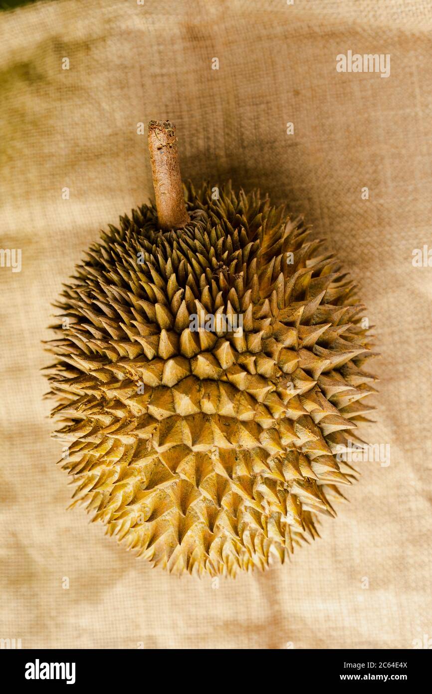 The durian is the fruit of several tree species belonging to the genus ...