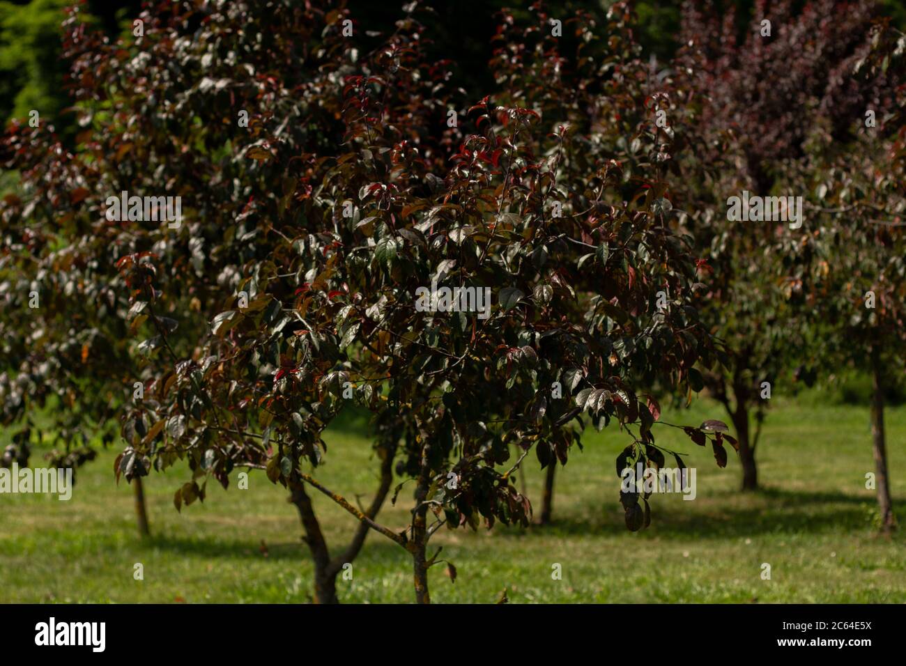 beautiful trees grow in garden Stock Photo - Alamy