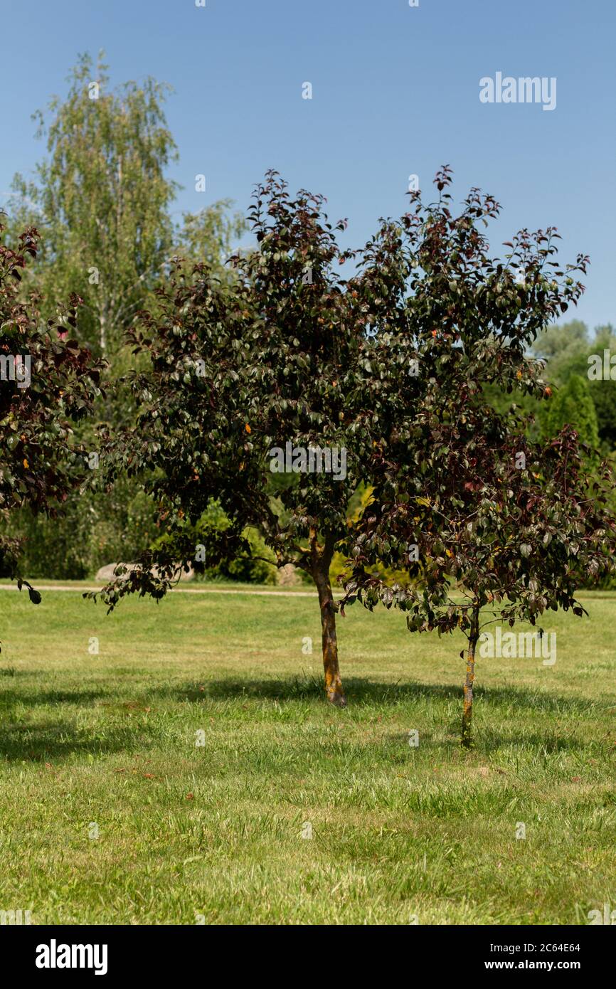 beautiful trees grow in garden Stock Photo - Alamy