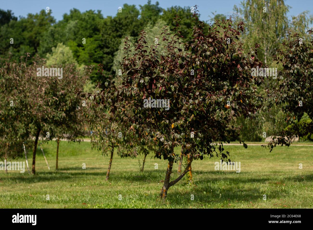 beautiful trees grow in garden Stock Photo - Alamy