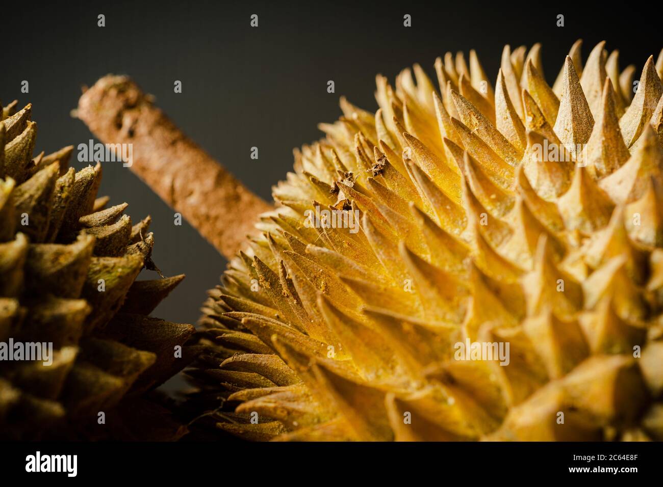 The durian is the fruit of several tree species belonging to the genus ...