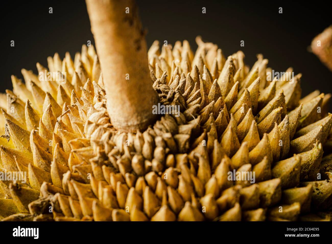 The durian is the fruit of several tree species belonging to the genus ...