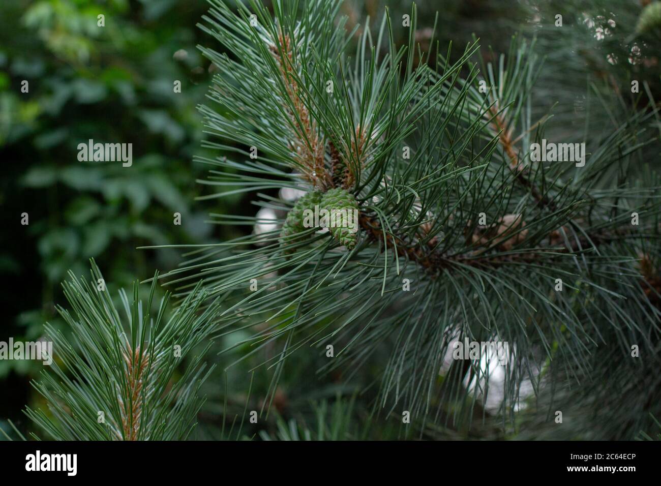 young green bump on pine branch Stock Photo - Alamy