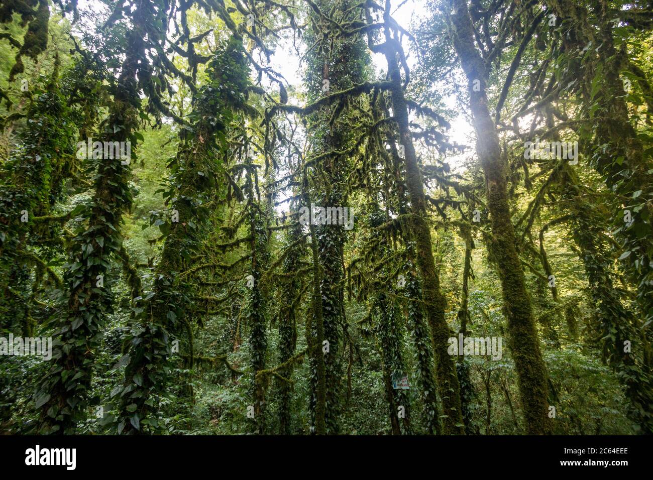 Looking up the trunk of a giant rainforest tree Stock Photo - Alamy