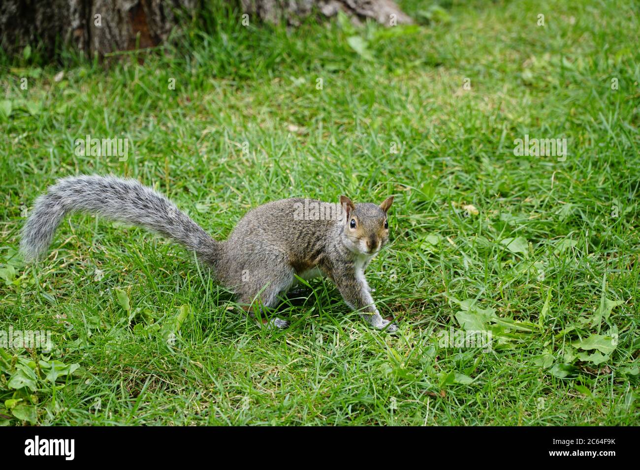 Squirrel looking back Stock Photo - Alamy