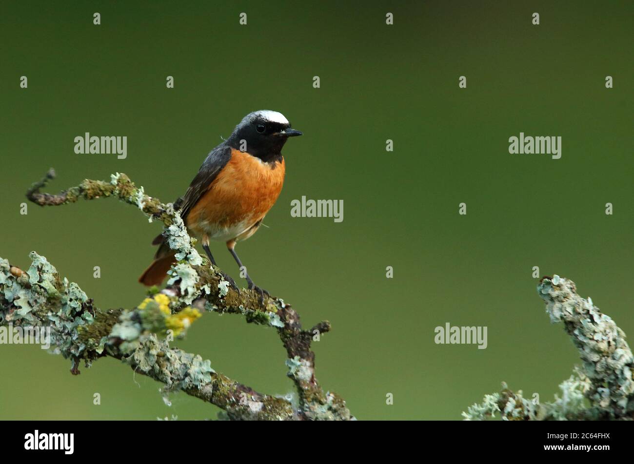 Male of Common redstart with summer plumage Stock Photo - Alamy