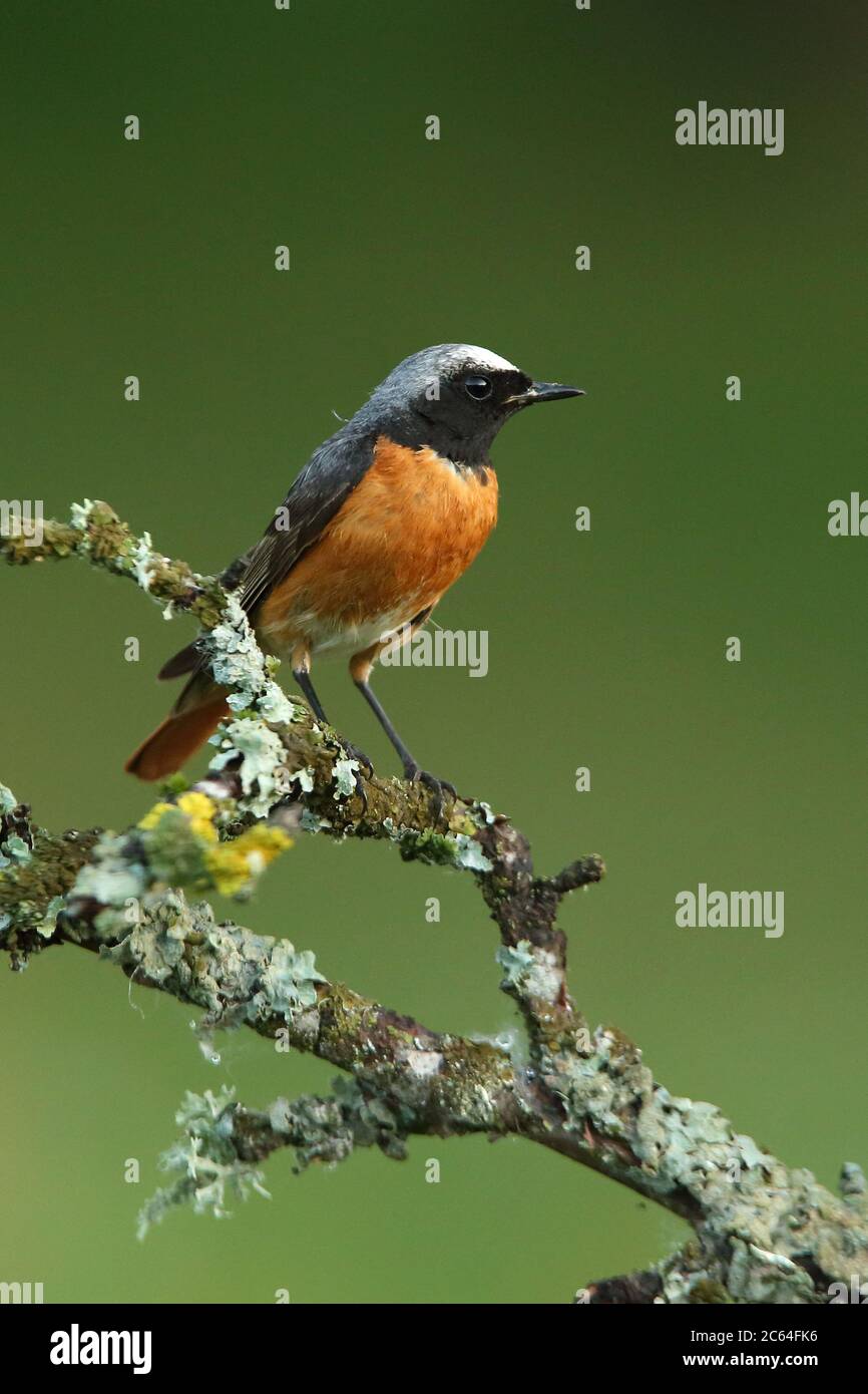Male of Common redstart with summer plumage Stock Photo - Alamy