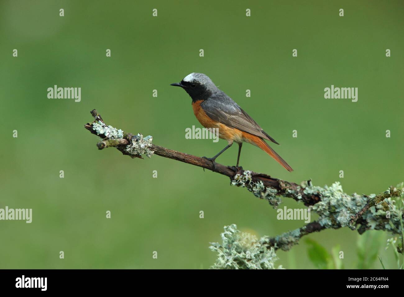 Male of Common redstart with summer plumage Stock Photo - Alamy