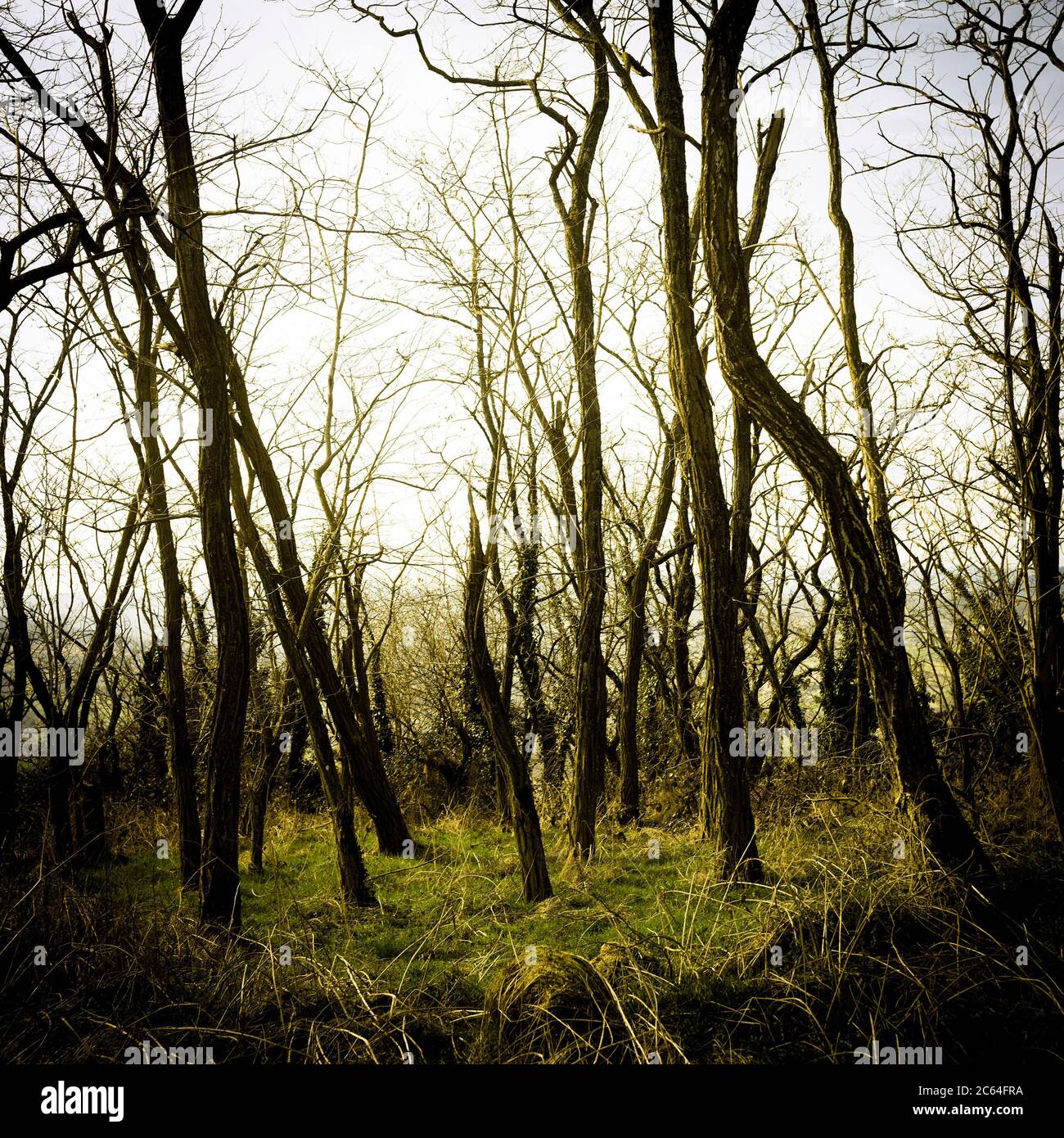 Vintage forest hi-res stock photography and images - Alamy