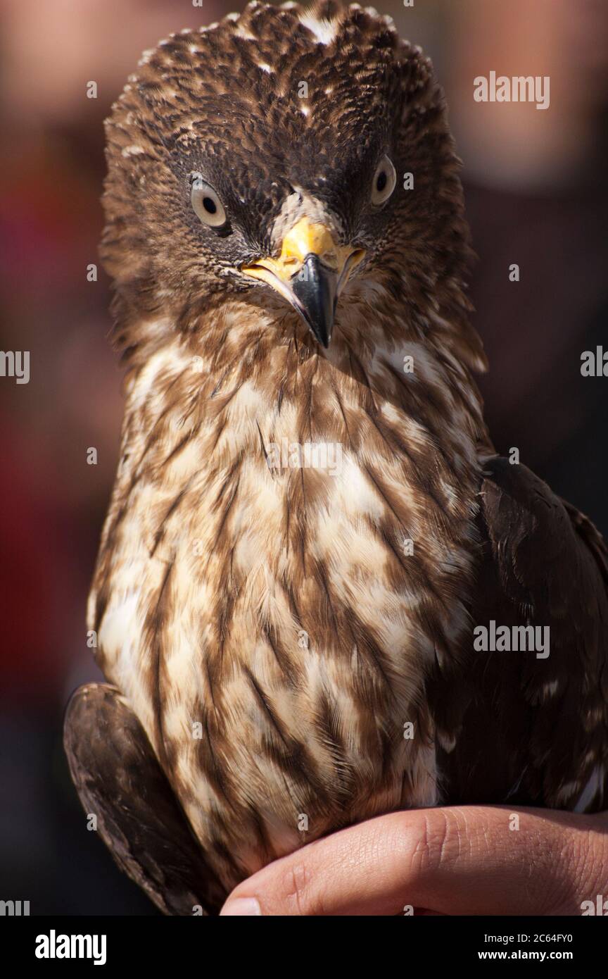 European Honey Buzzard (Pernis apivorus), wounded in the hands of a ...