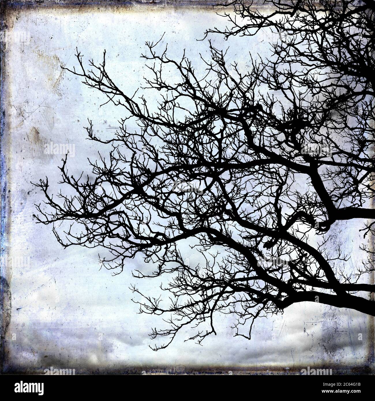 Close up leafless tree hi-res stock photography and images - Alamy