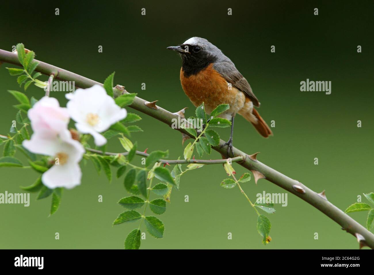 Male of Common redstart with summer plumage Stock Photo - Alamy