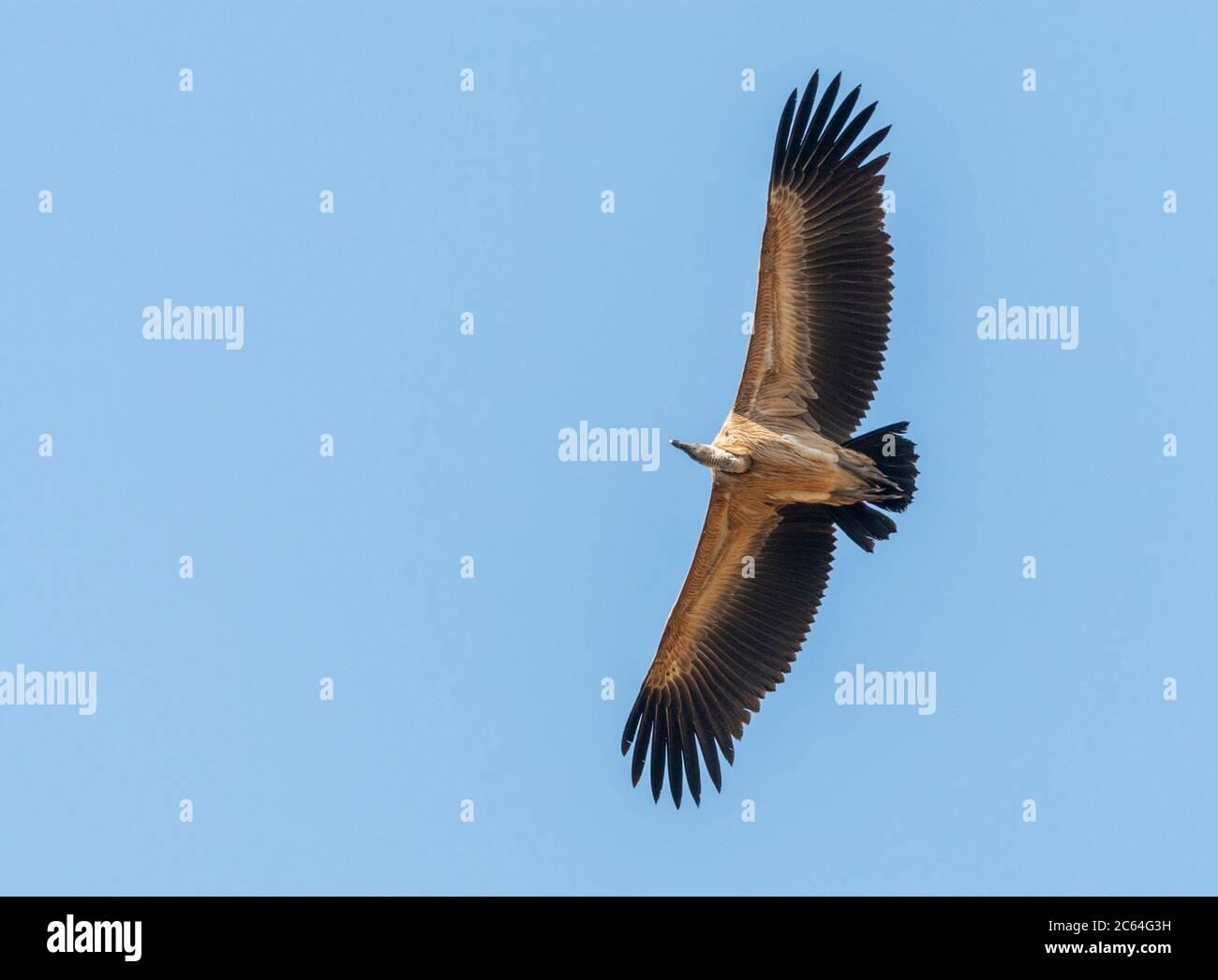 Critically Endangered Indian Vulture (Gyps indicus) in flight, seen ...