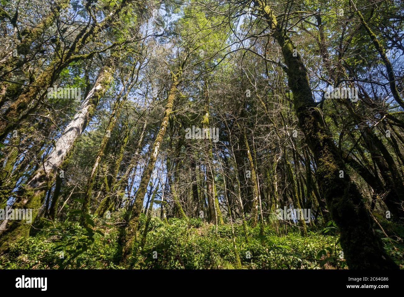Looking up the trunk of a giant rainforest tree Stock Photo - Alamy