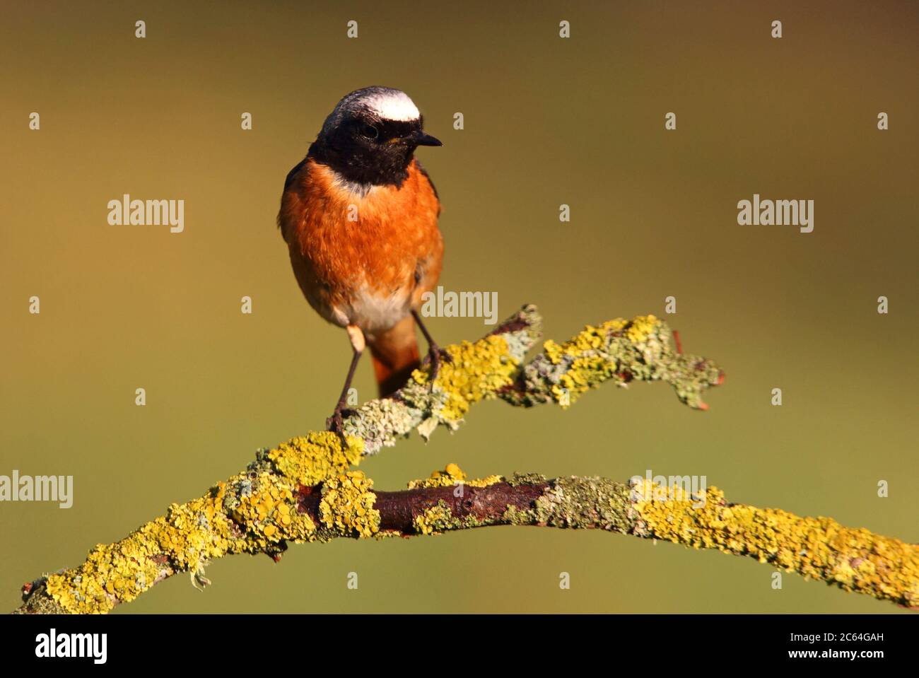 Male of Common redstart with summer plumage Stock Photo - Alamy